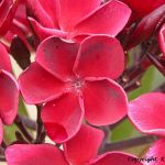 Shop – Brad's Buds and Blooms