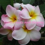 Shop – Brad's Buds and Blooms