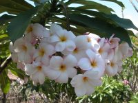 Angel of Love – Brad's Buds and Blooms