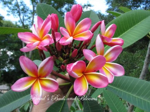 Bonza Bewdy – Brad's Buds and Blooms