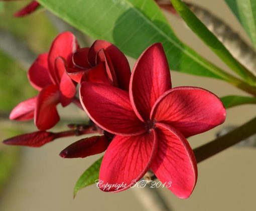 Carmine Glow- Nice Rooted Plants- “Y” Branched, 2 Branch Plants! – Brad ...