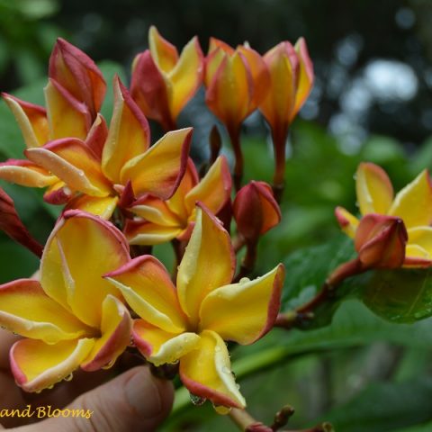 Brad's Buds and Blooms – Your source for beautiful plumeria and amazing ...