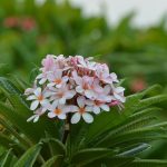 Brad's Buds and Blooms – Your source for beautiful plumeria and amazing ...