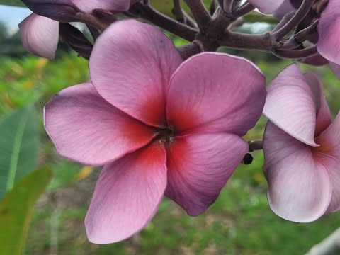 Lollipop- New for 2026 from Kukiat – Brad's Buds and Blooms