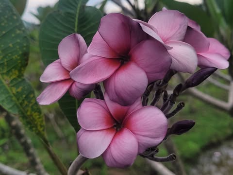 Lollipop- New for 2026 from Kukiat – Brad's Buds and Blooms