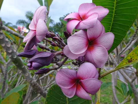 Lollipop- New for 2026 from Kukiat – Brad's Buds and Blooms
