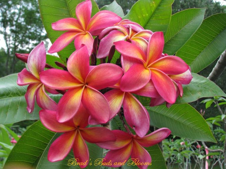 Moragne #106 (Kelly Moragne) LIMITED and RARE – Brad's Buds and Blooms