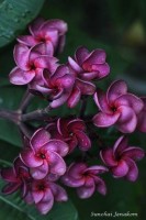 Pirom Purple- Rare and Spectacular! – Brad's Buds and Blooms