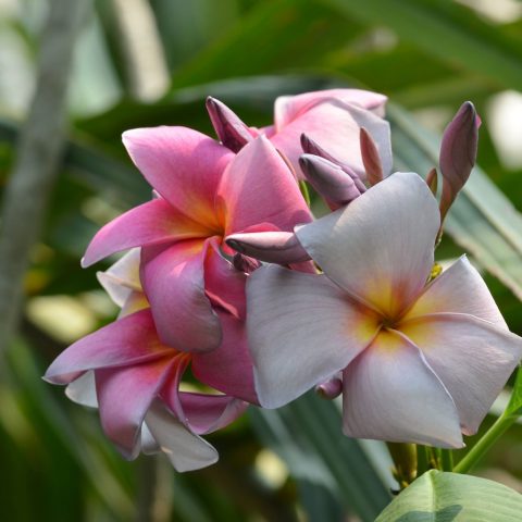 Brad's Buds and Blooms – Your source for beautiful plumeria and amazing ...