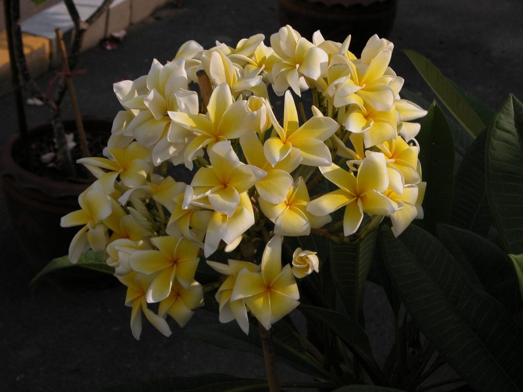 Samko Yellow -5 seeds – Brad's Buds and Blooms