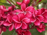 Silk Road Spice- 5 Seeds – Brad's Buds and Blooms