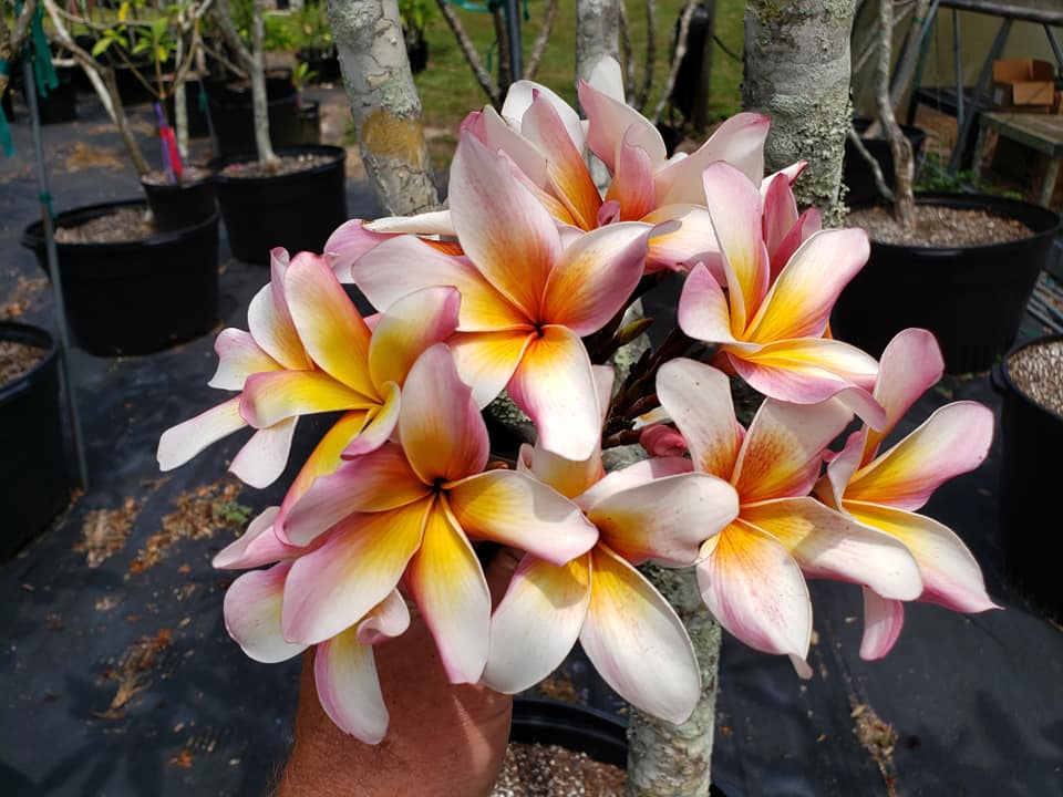 Aida – Brad's Buds and Blooms