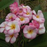 Shop – Brad's Buds and Blooms