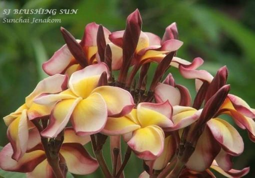 Blushing Sun – Brad's Buds and Blooms