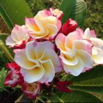Brad's Buds and Blooms – Your source for beautiful plumeria and amazing ...
