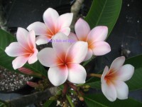 Defel – A Uncommon Beauty! – Brad's Buds and Blooms