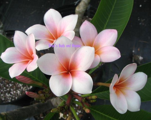 Defel – A Uncommon Beauty! – Brad's Buds and Blooms