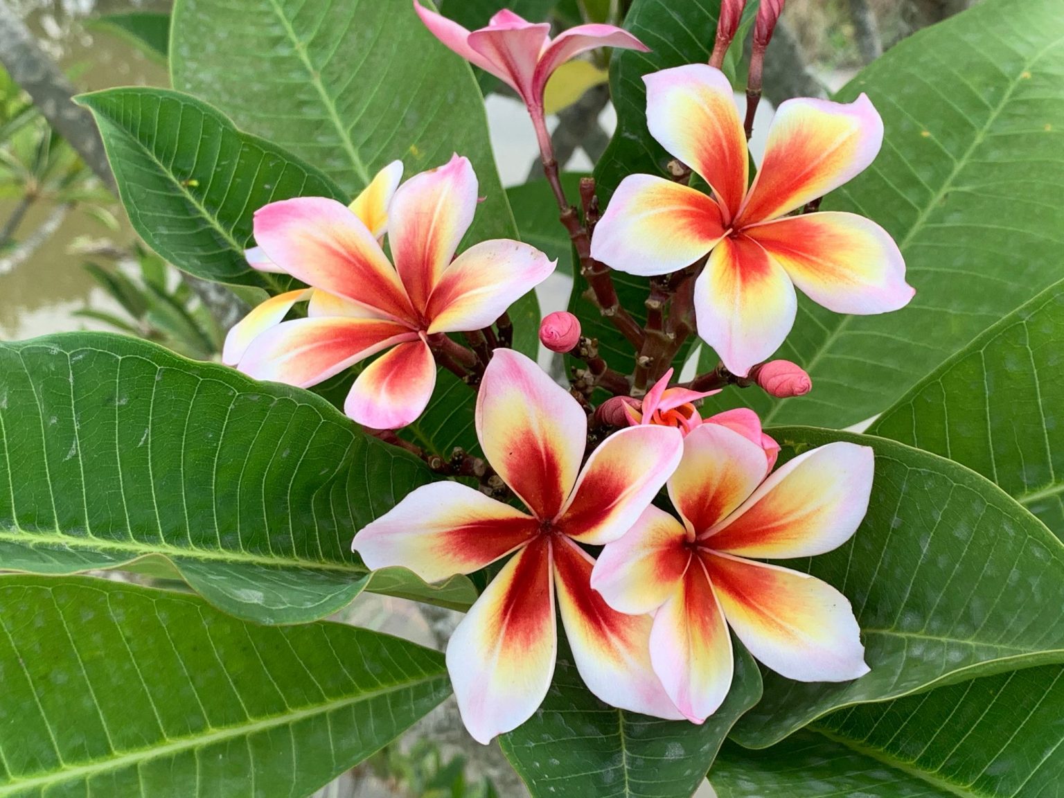 Dragon Fire – Brad's Buds and Blooms