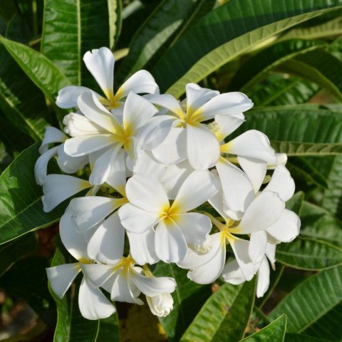 From Thailand – Page 2 – Brad's Buds and Blooms