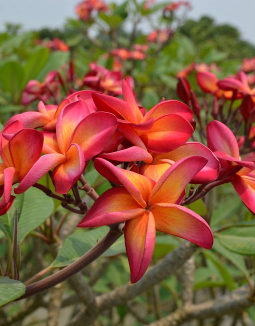 Lunar Eclipse- New for 2017! – Brad's Buds and Blooms