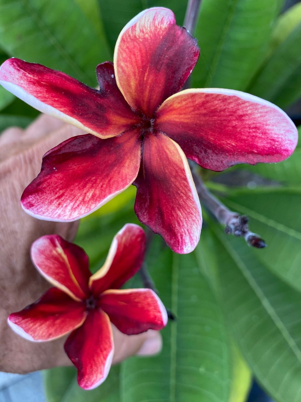 Malaysian Tiger (from Sunchai) – Brad's Buds and Blooms