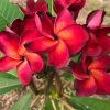 Brad's Buds and Blooms – Your source for beautiful plumeria and amazing ...