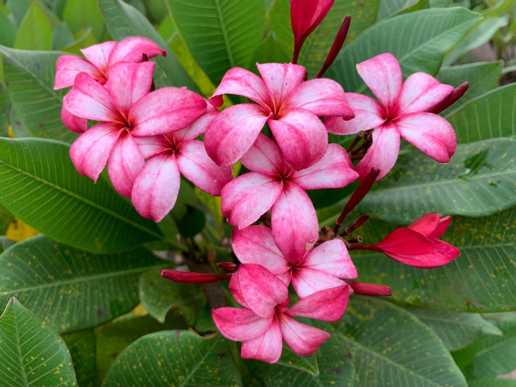 Roseate Clouds – Brad's Buds and Blooms