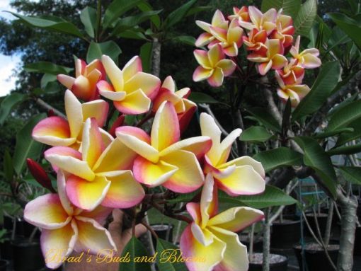 Vera Cruz Rose- Strong ROSE FRAGRANCE! – Brad's Buds and Blooms